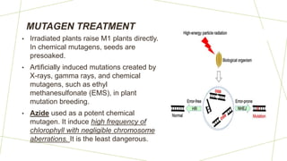 Mutation breeding.pptx