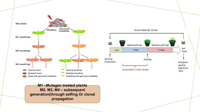 Mutation breeding.pptx