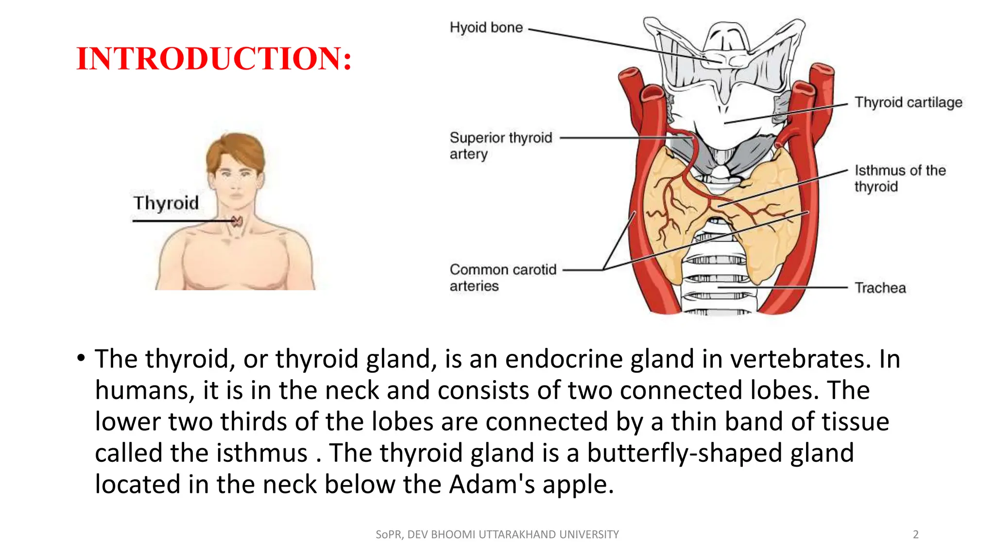 THYROID GLAND AND ITS HORMONES AND ITS SYNTHESIS | PPTX