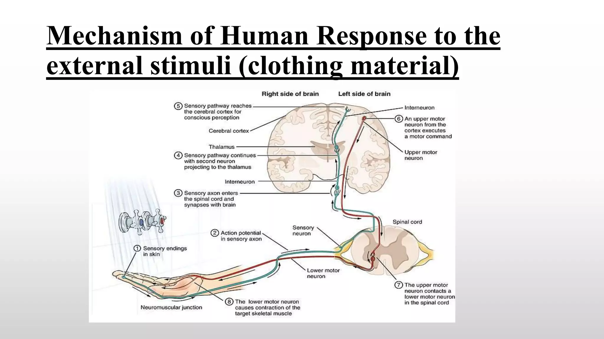 HUMAN TACTILE RESPONSE ON TACTILE CHARACTERISTICS OF CLOTHING | PPT