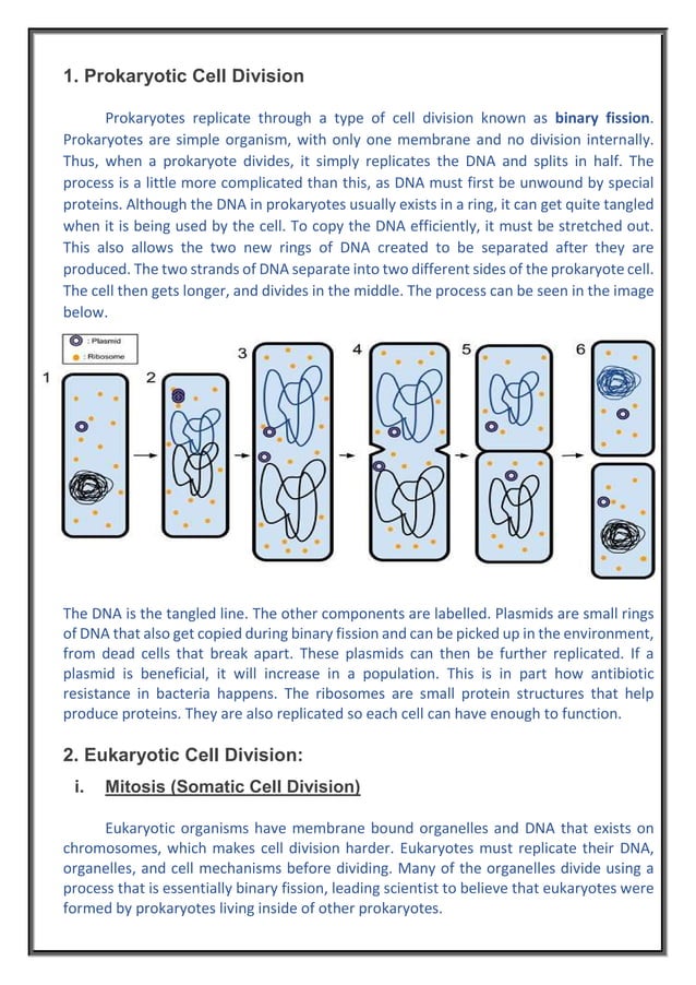 cell division & physiology of cell division | PDF | Biological Sciences ...