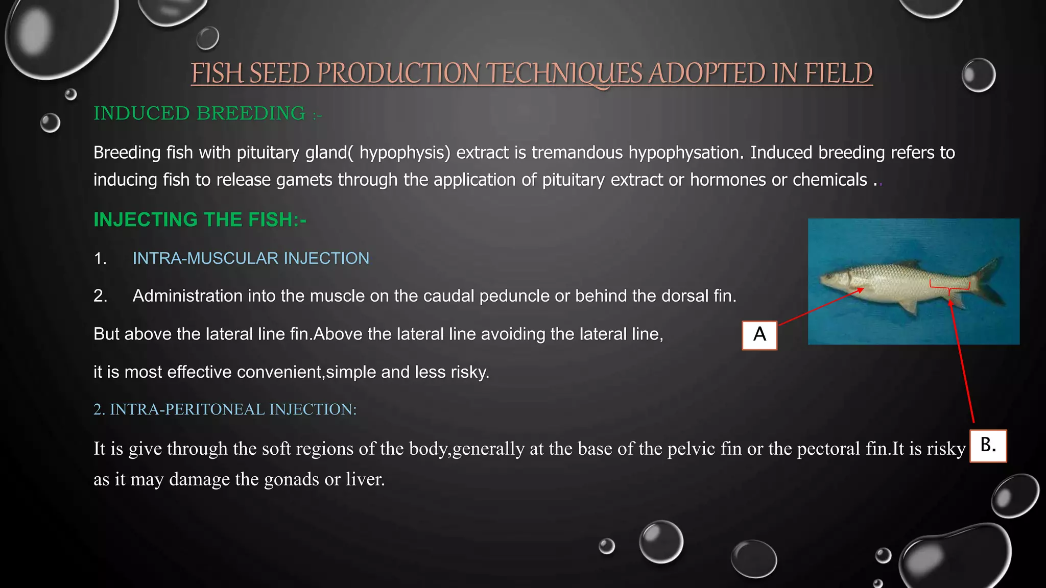 Breeding and Seed Production Of Indian Major Carps By Shivani Verma. | PPTX