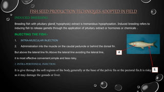 Breeding and Seed Production Of Indian Major Carps By Shivani Verma. | PPTX