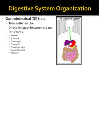shivani pawar bpes 2nd digestive-system.pdf
