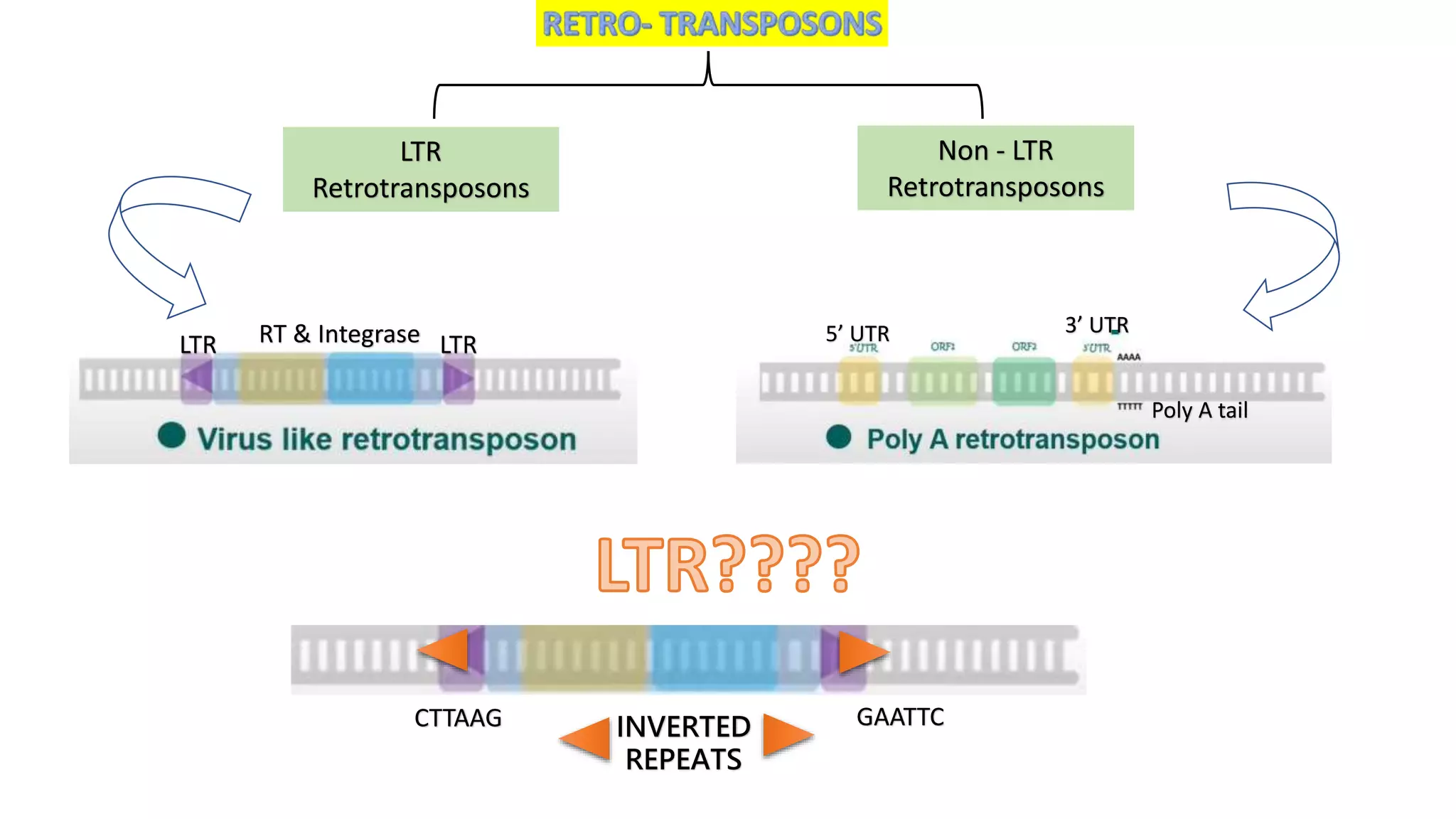 TRANSPOSONS | PPT
