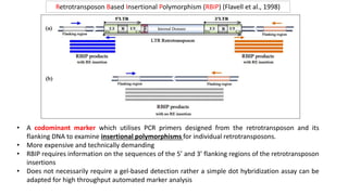 TRANSPOSONS | PPT