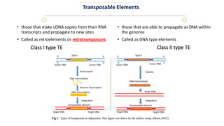 TRANSPOSONS | PPT