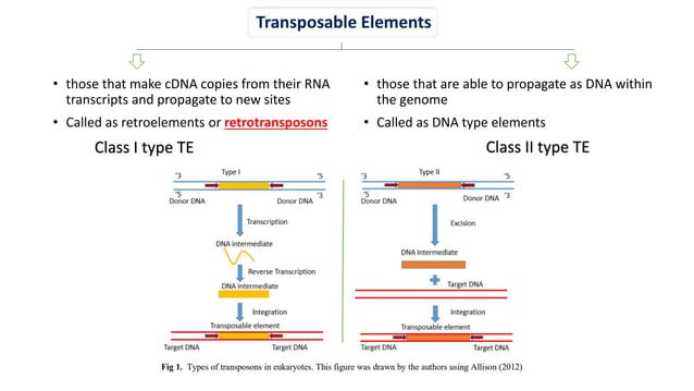TRANSPOSONS | PPT