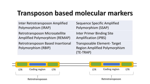 TRANSPOSONS | PPT