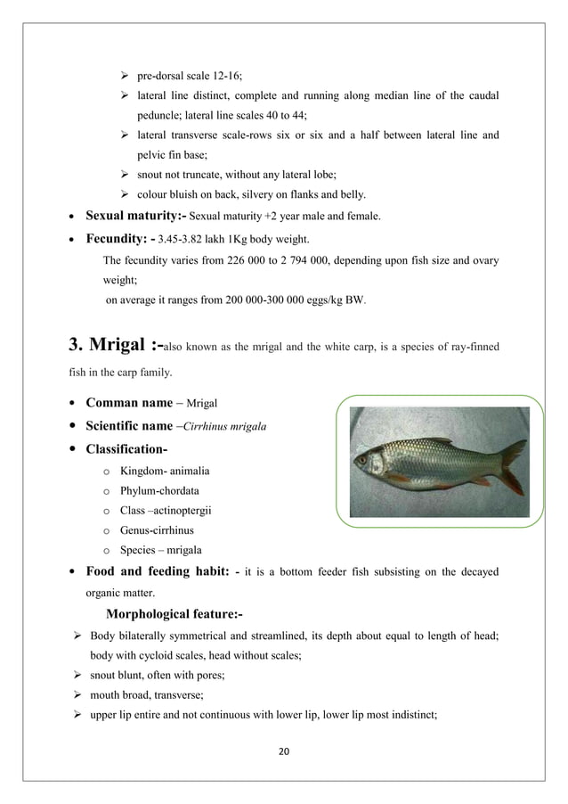Report on "Breeding and Seed Rearing Techniques of Indian Major Carp'' By Shivani Verma ...