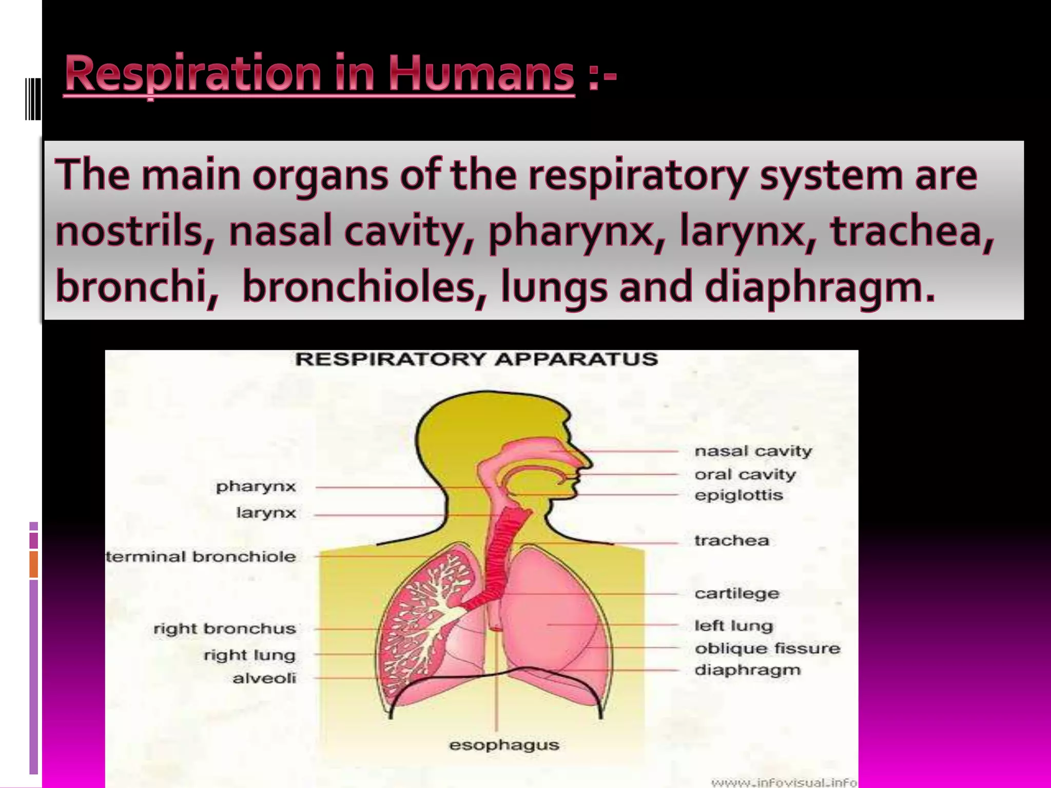 respiration science ppt by shivanshi dwivedi | PPTX