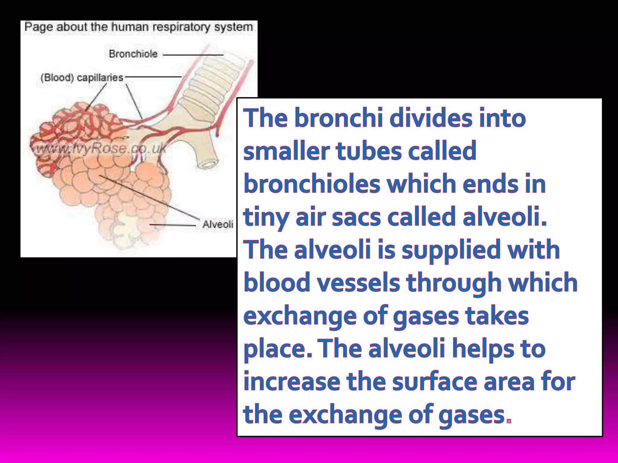 respiration science ppt by shivanshi dwivedi | PPTX