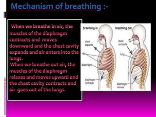 respiration science ppt by shivanshi dwivedi | PPTX