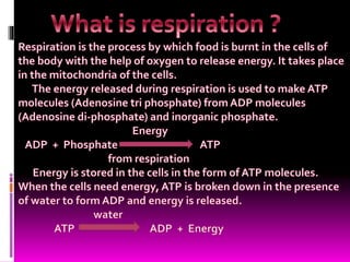 respiration science ppt by shivanshi dwivedi | PPTX