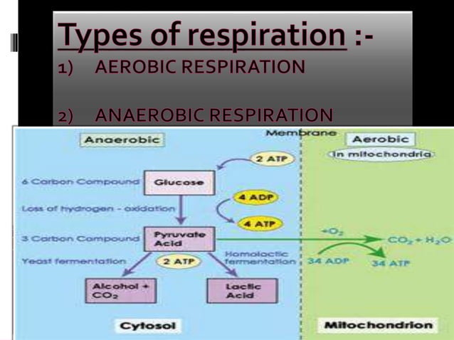 respiration science ppt by shivanshi dwivedi | PPTX