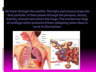 respiration science ppt by shivanshi dwivedi | PPTX