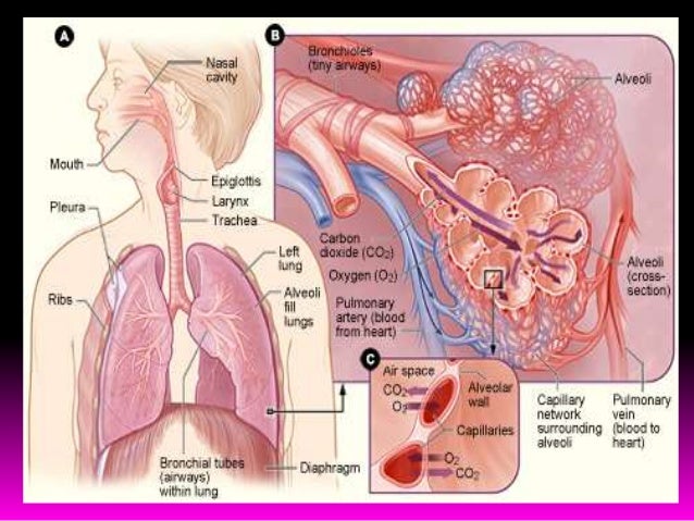 respiration science ppt by shivanshi dwivedi