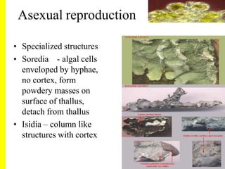 Shivanshi tyagi lichen | PPT