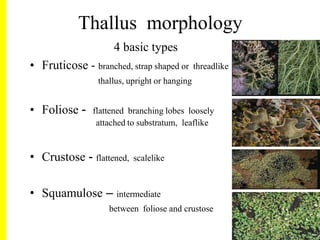 Shivanshi tyagi lichen | PPT