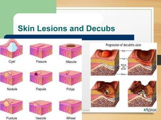 skin hair and nails propaedeutic of internal disease | PPT