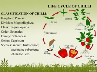 INSECT AND DISEASE PESTs OF CHILLI crop.pptx