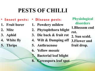 INSECT AND DISEASE PESTs OF CHILLI crop.pptx