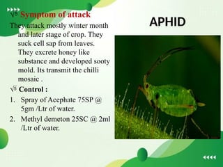 INSECT AND DISEASE PESTs OF CHILLI crop.pptx