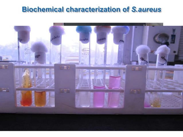 Isolation And Characterization Of Bacteriophages Against Staphylococcus Aureus Ppt Free Download