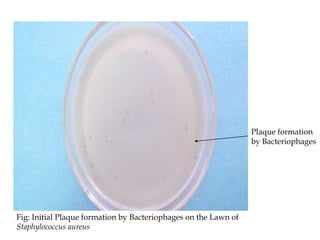 Isolation and characterization of Bacteriophages against Staphylococcus aureus | PPT