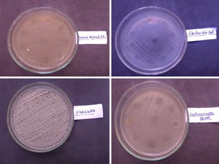 Isolation and characterization of Bacteriophages against Staphylococcus aureus | PPT
