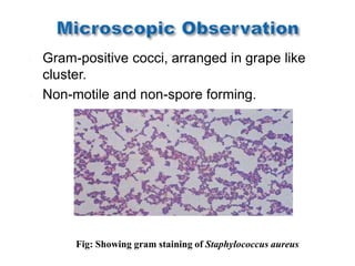 Isolation and characterization of Bacteriophages against Staphylococcus aureus | PPT