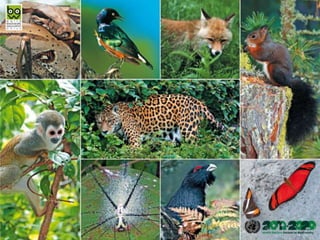 biodiversiteti dhe kafshet ne botene.pdf