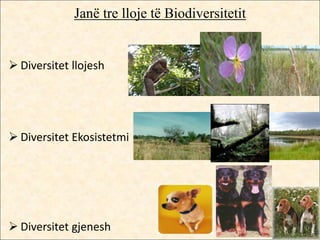 Biodiversiteti | PPTX