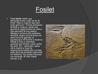 FODILET DHE EVOLUCIONI GJEOLOGJIK | PPTX
