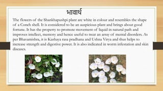 Shloka Presentation on the medicinal wonder Shankhapushpi.pptx