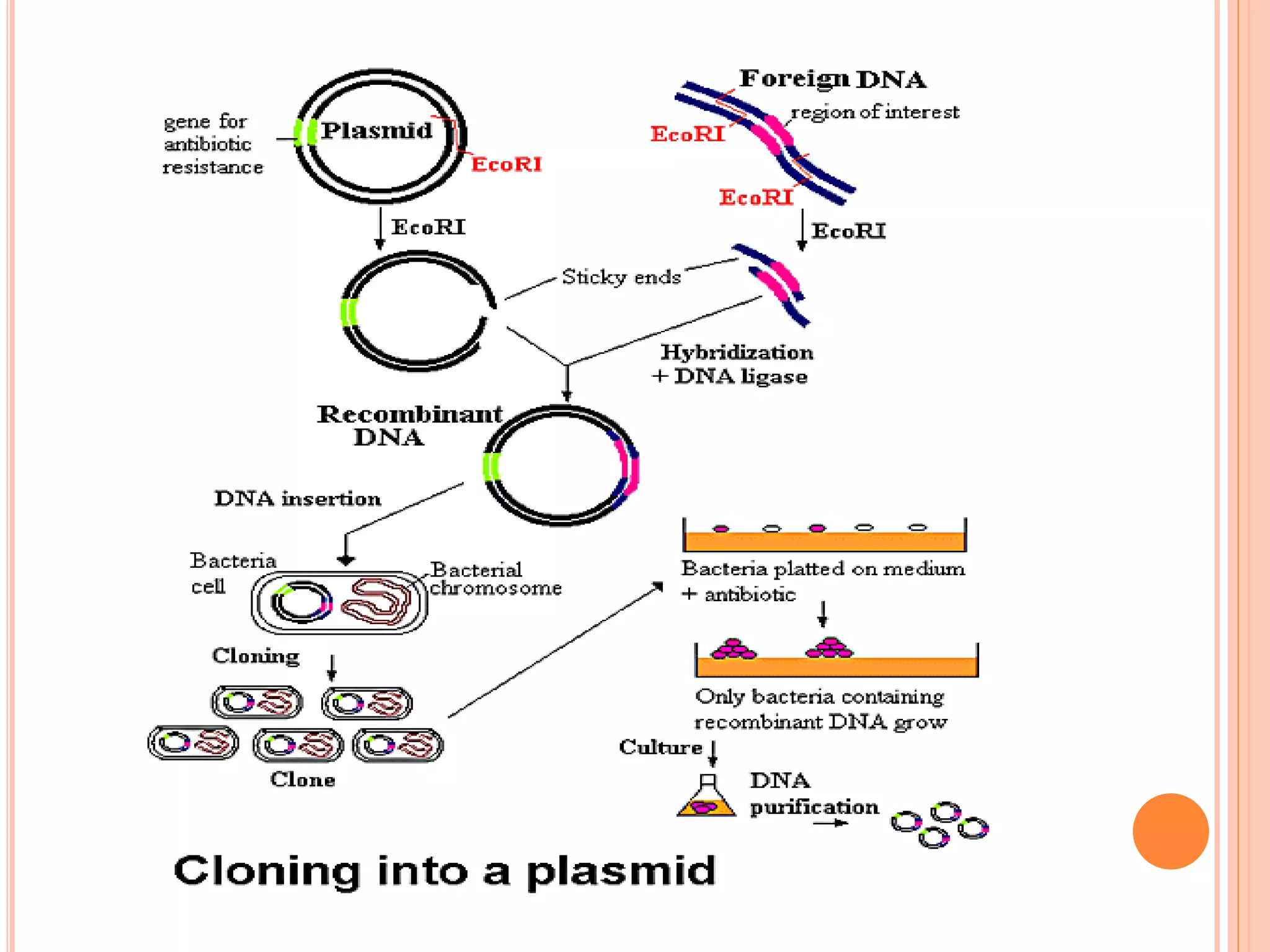 Food Biotechnology- Gene Cloning | PPTX