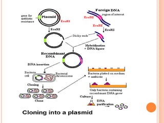 Food Biotechnology- Gene Cloning | PPTX