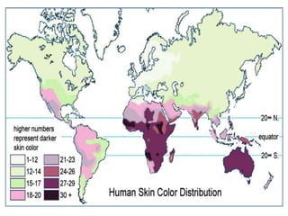 genetics of skin pigmentation in north indian populations | PPT