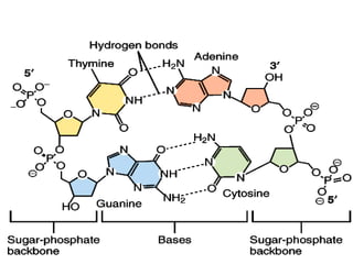 GENOMIC SIGNAL PROCESSING | PPTX