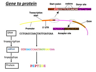 GENOMIC SIGNAL PROCESSING | PPTX