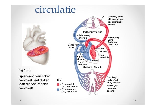 Shock en circ insuff