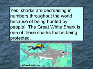 Shocking Sharks: How Much Do You Know? | PPT
