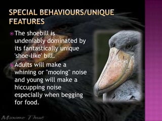 Shoebill | PPTX