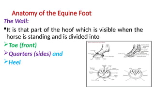 Shoeing-1; Hoof Anatomy & Hoof Anatomy.pptx