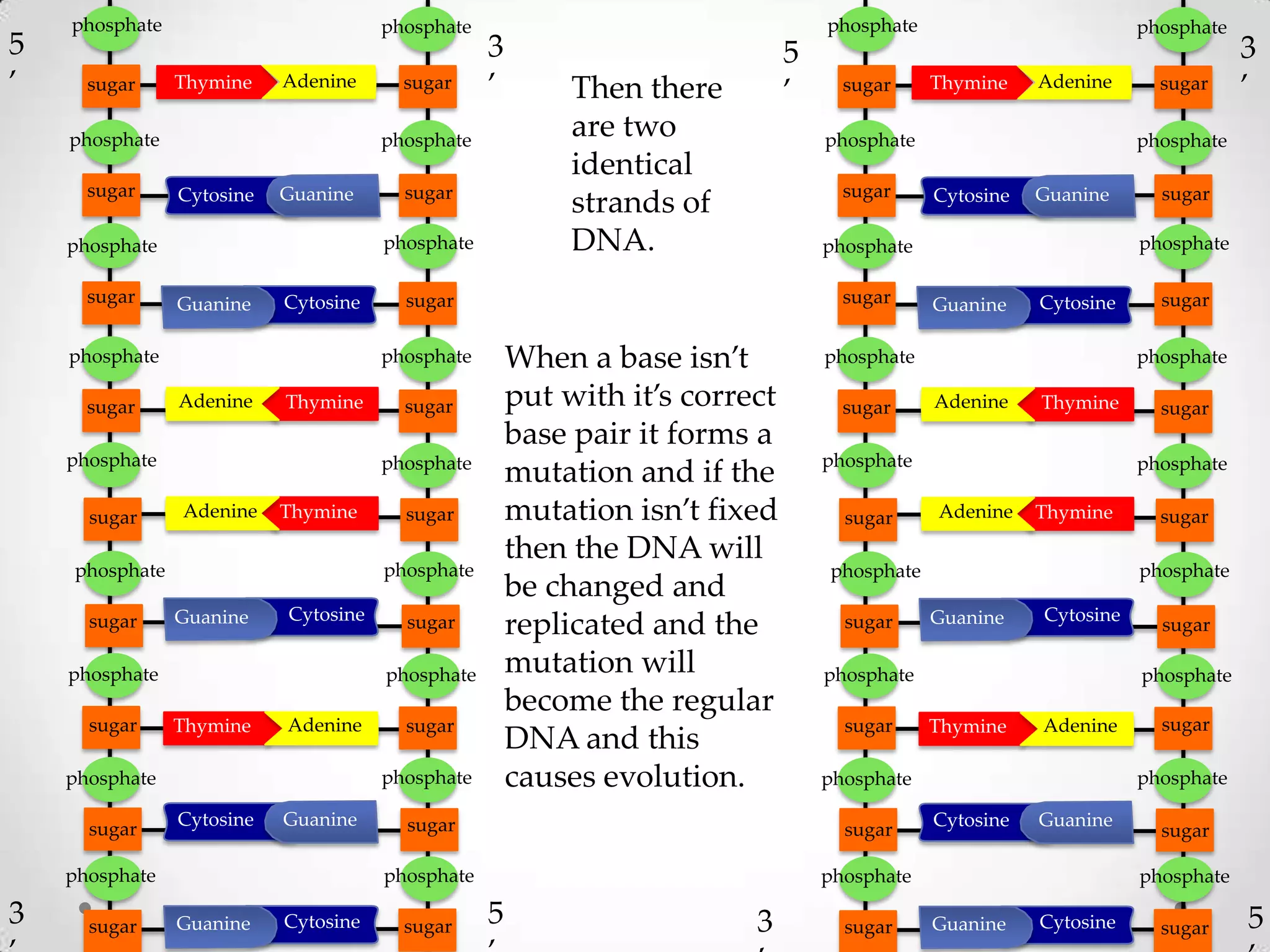 Shoemaker dna replication | PPT