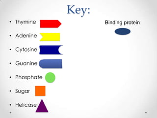 Shoemaker dna replication | PPT