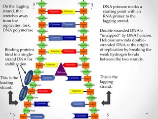 Shoemaker dna replication | PPT