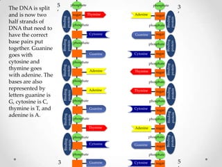 Shoemaker dna replication | PPT