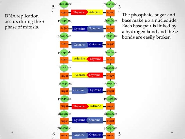 Sugar Phosphate Base Pair Dna Strand