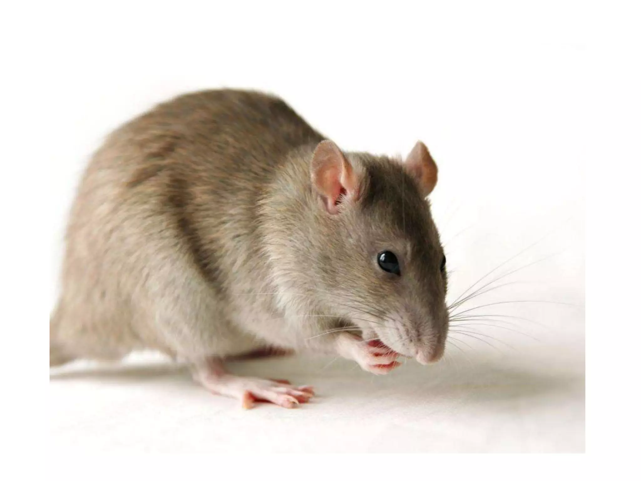 Shogun warrior presentation final | PPTX